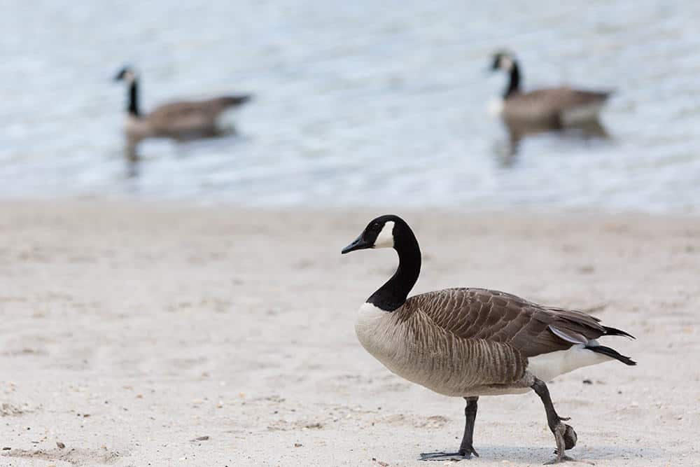 Manchester’s Geese Problem - Jersey Shore Online