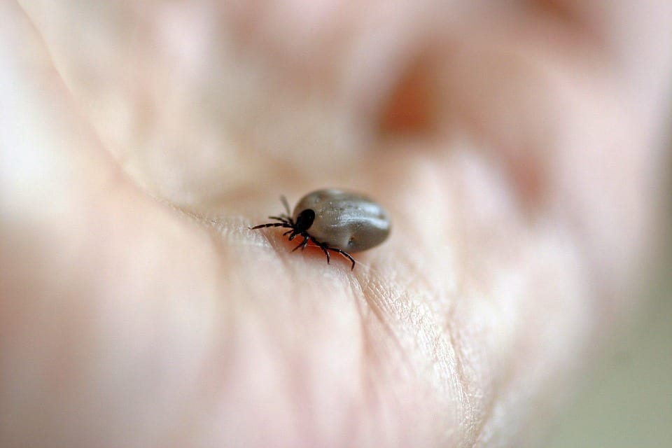 Ocean County Officials Warn Residents: Be Wary Of Ticks