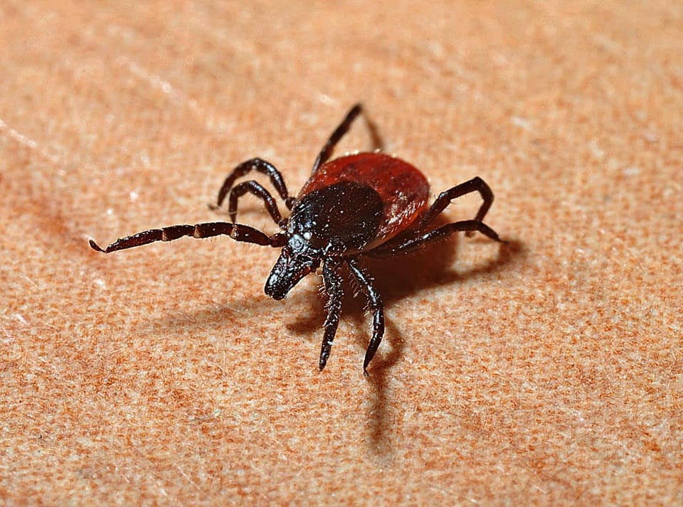 How To Protect Yourself From Ticks - Jersey Shore Online