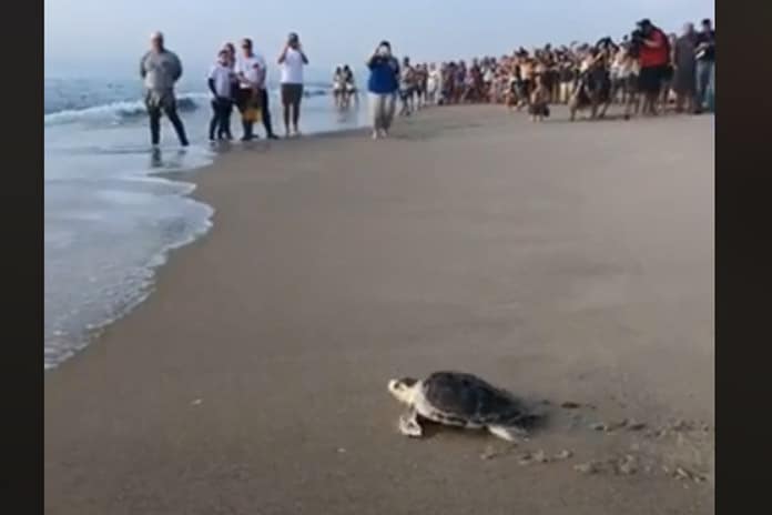 Four Rehabilitated Sea Turtles Released Back Into The Ocean - Jersey ...