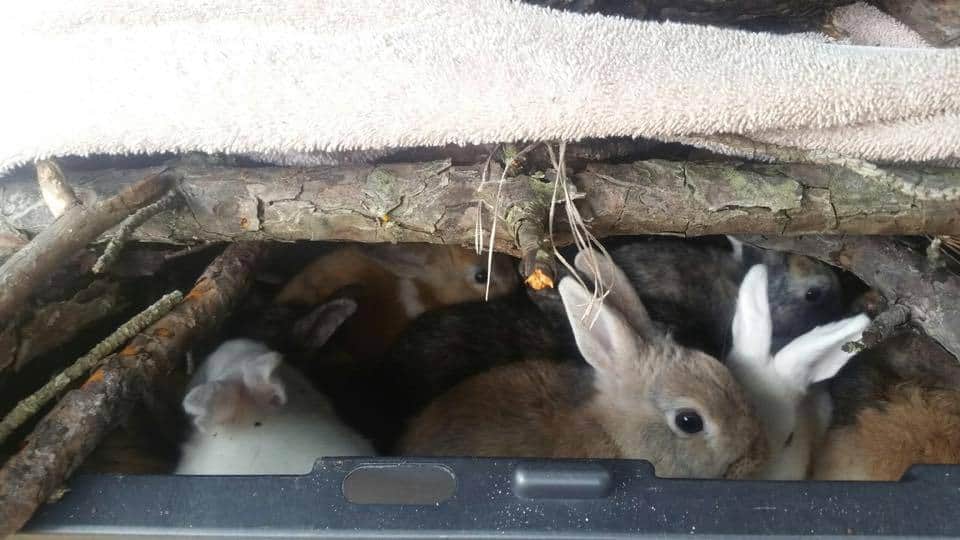 Police Search For Rabbit Dumpers - Jersey Shore Online