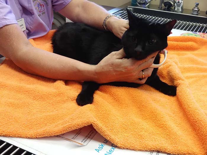 Cat Reunited With Family After Being Rescued From Tree - Jersey Shore ...