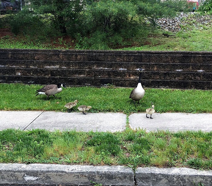 Goose Deaths Under Investigation - Jersey Shore Online