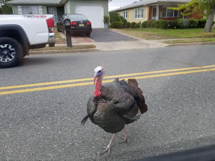 Attack Of The Wild Turkeys - Jersey Shore Online