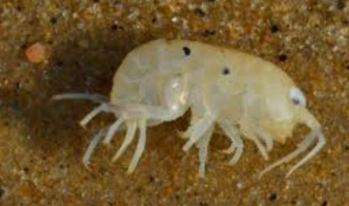 Sea Lice Make It To Jersey Shore Waters - Jersey Shore Online