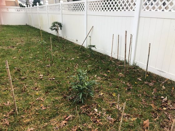 Brick Township Fighting Bamboo Infestation - Jersey Shore Online