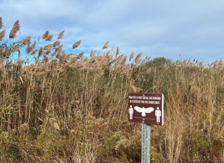 Cedar Bonnet Island Trail: A Hidden Gem Reopens - Jersey Shore Online