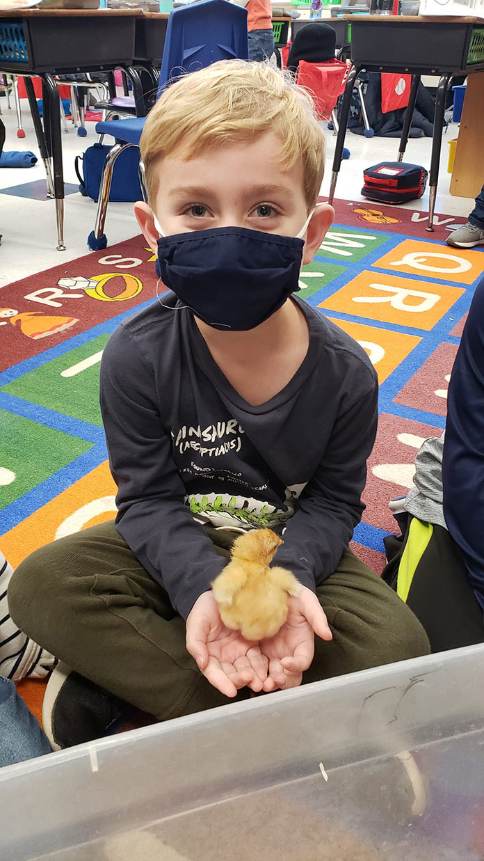 Baby Chicks Provide Life Lesson For Kindergarteners - Jersey Shore Online