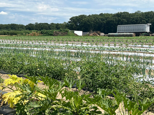 A Showcase Of Local Farms Preserved From Development - Jersey Shore Online