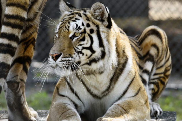 Popcorn Park To Celebrate 45 Years Of Saving Animal Lives - Jersey ...