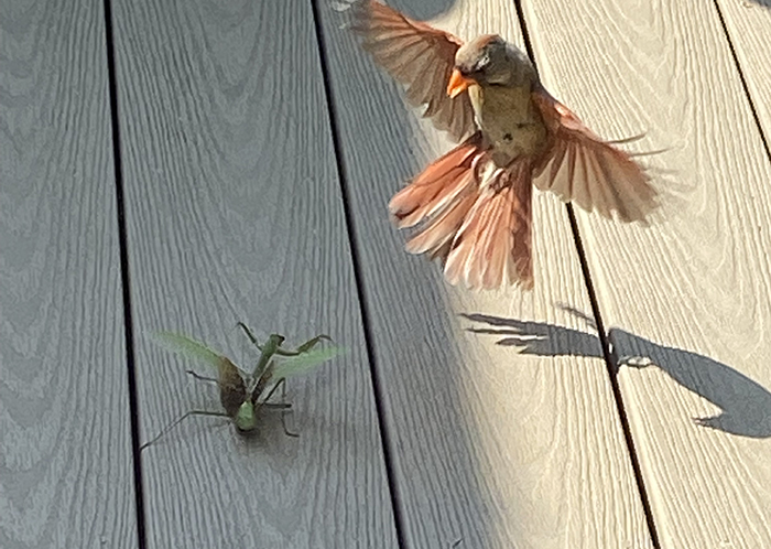 Photographs Capture Cardinal Versus Praying Mantis - Jersey Shore Online