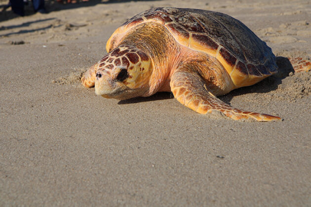 Endangered Sea Turtles Released After Treatment - Jersey Shore Online