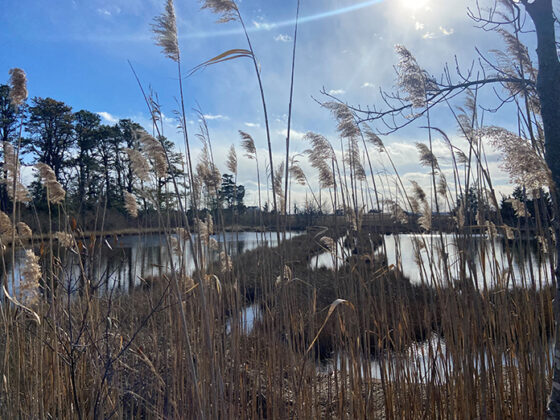 $5M Grant Received For Salt Marsh Restoration Project - Jersey Shore Online