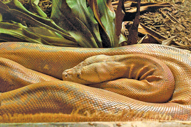 10-Foot Python Joins Popcorn Park - Jersey Shore Online