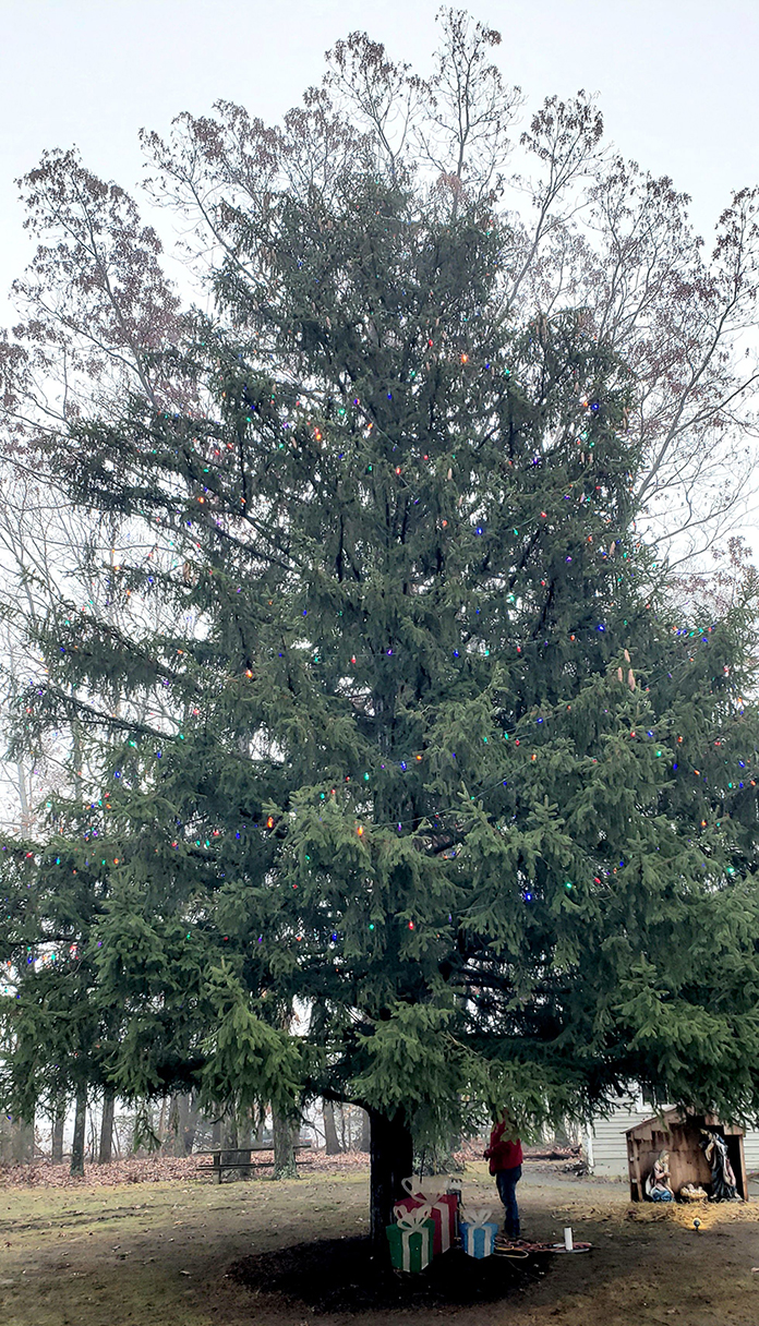 Jackson’s Christmas Tree Lighting Returns For A Perfect Day - Jersey ...