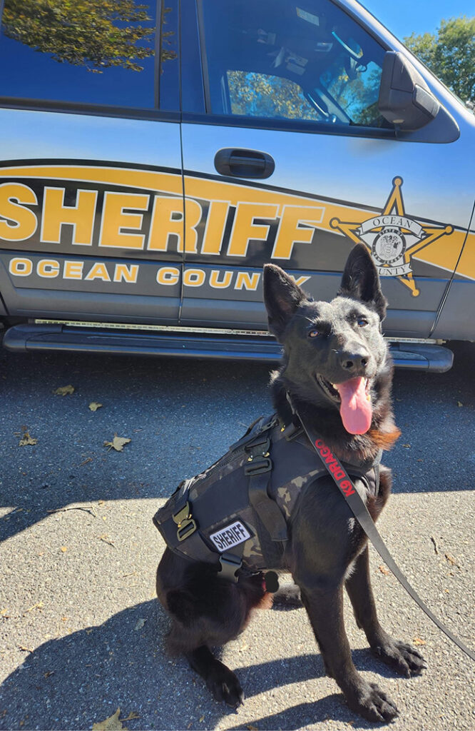 Police Department Prepares For K-9 Unit’s Return - Jersey Shore Online