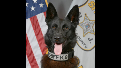 Police Department Prepares For K-9 Unit’s Return - Jersey Shore Online