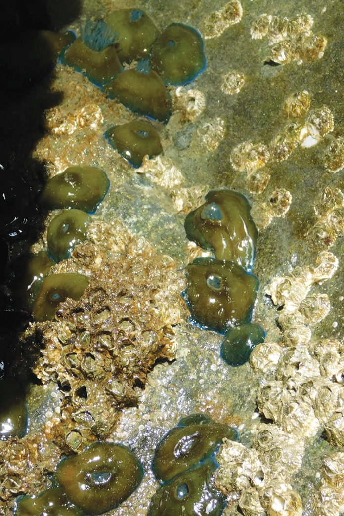 Local Scientists Find Invasive Species On Jersey Beaches - Jersey Shore ...