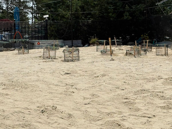 Terrapin Nesting Site Is In House’s Front Yard - Jersey Shore Online