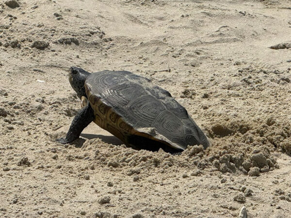 Terrapin Nesting Site Is In House’s Front Yard - Jersey Shore Online
