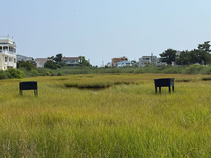 Traps Seem To Lower Greenhead Fly Numbers - Jersey Shore Online